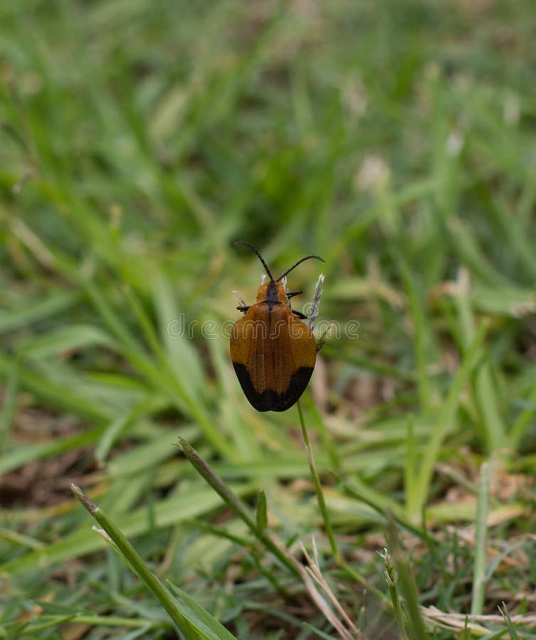 Insect stock image. Image of netwinged, beetle, melanurus - 37140589