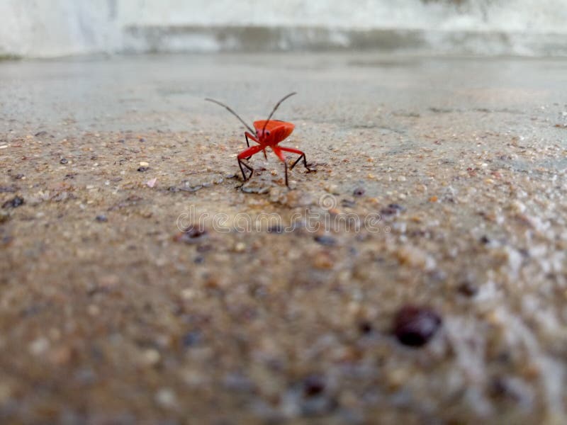 Insect stock photo. Image of insect, orange, colour - 120206080