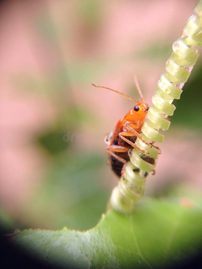 Insect editorial photography. Image of orange, nature - 50555882