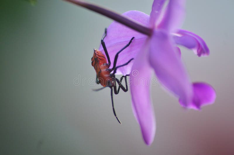 Insect on the Orchid Flower Stock Image - Image of invertebrate, flower ...