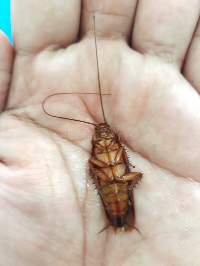 Insect on the palm stock photo. Image of cockroach, mustache - 130433754