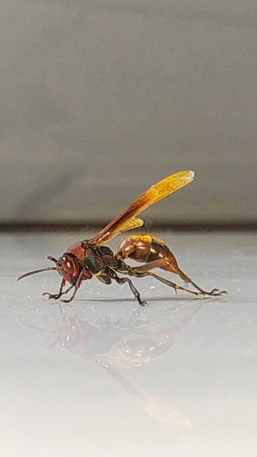 Insect Paper Wasp on the House Floor Stock Photo - Image of insect ...