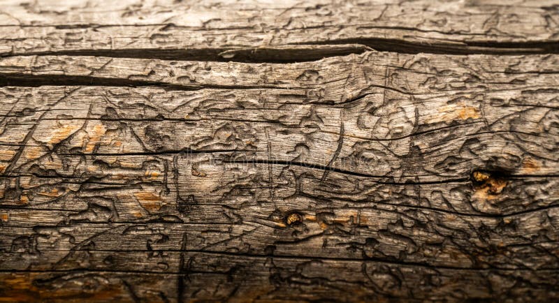 Insect Paths Revealed in Fallen Tree Trunk Stock Photo - Image of ...