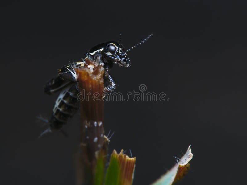 An Insect Perched at the End of a Dead Grass Stock Image - Image of ...