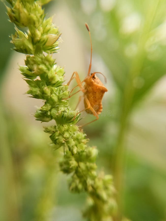 An Insect Perched on the Grass. Stock Photo - Image of macrolens ...