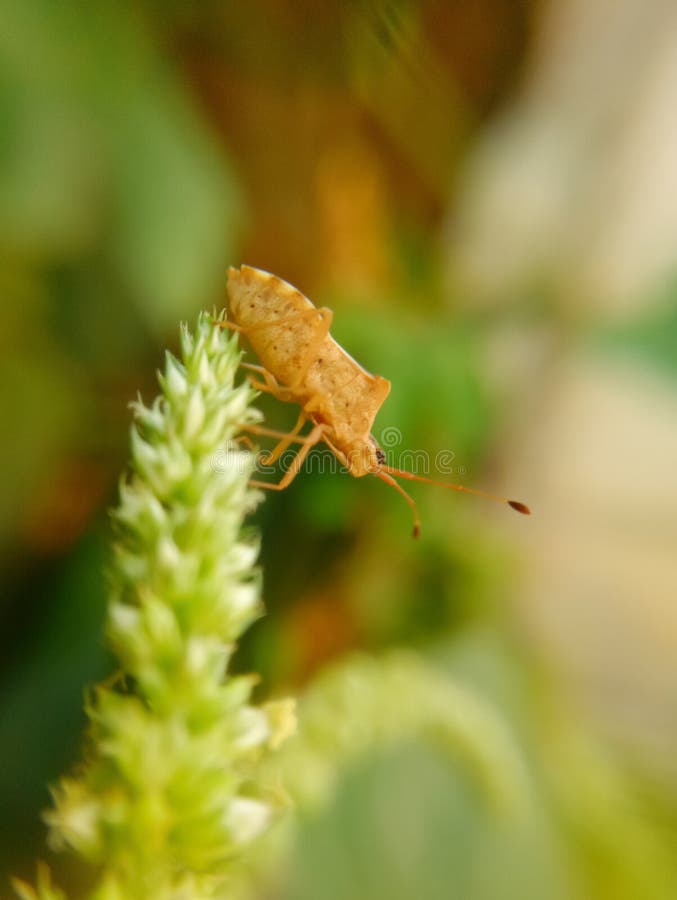 An Insect Perched on the Grass. Stock Image - Image of insect, antenna ...