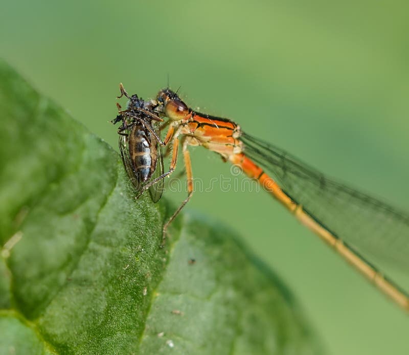 Insect Perched on a Leaf, One Wing Raised, Created with a Mirrorless ...