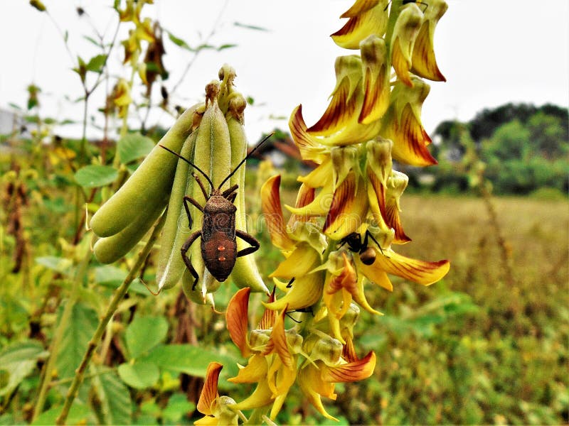 An Insect that Perches on Weeds in the Garden Stock Photo - Image of ...
