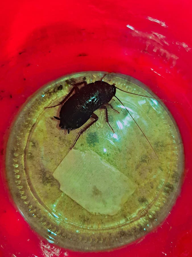 Insect Perspective a Glimpse into the Miniature World of a Black Stock ...