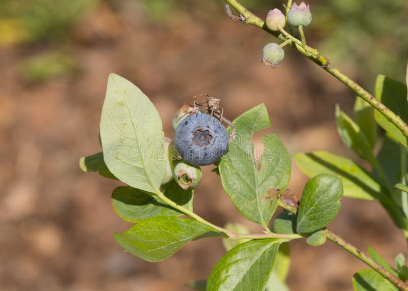 Insect Pest stock photo. Image of insect, closeup, agriculture - 39504570