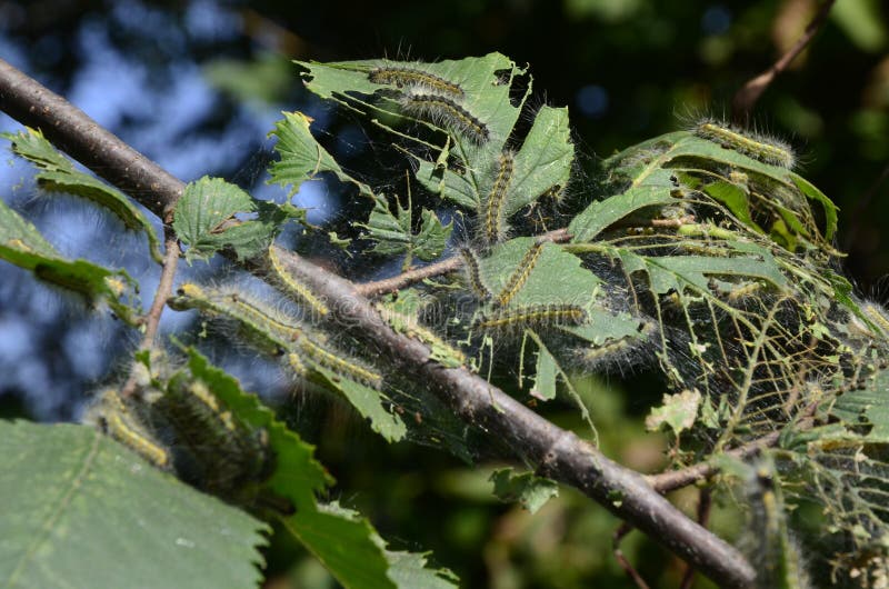 Insect Pest Caterpillar on a Tree. Caterpillar on the Leaves Stock ...