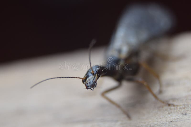 Insect, Pest, Invertebrate, Membrane Winged Insect Stock Photo - Image ...