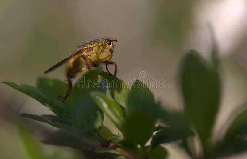Insect, Pest, Membrane Winged Insect, Invertebrate Picture. Image ...