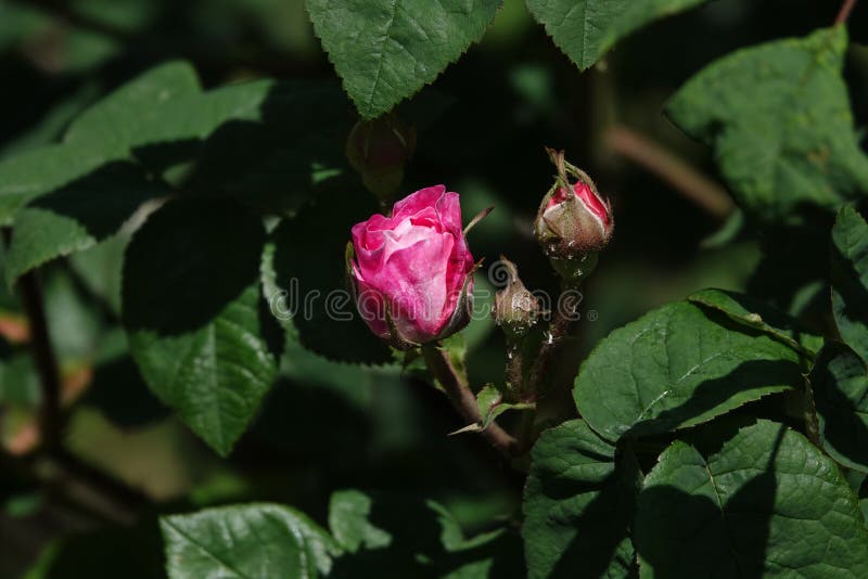 Insect pest rose stock image. Image of gentle, aphid - 250909713