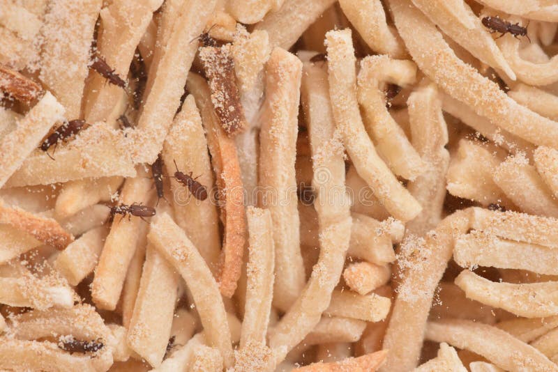 Insect Pests Beetle Weevil Appeared in Food Stock Image - Image of ...
