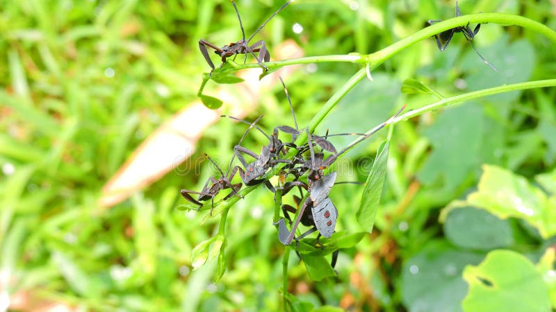 Insect pests stock image. Image of smells, pest, black - 233865543