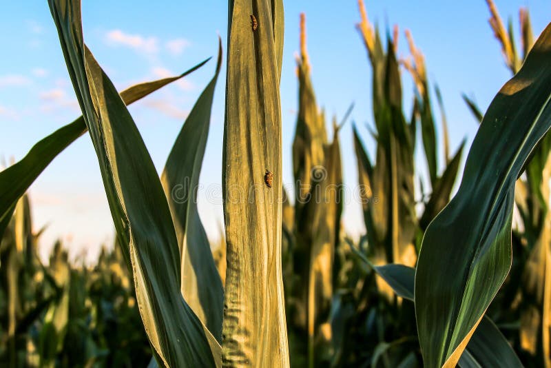 Insect Pests on Corn, Insect Larvae on Corn Leaves Stock Photo - Image ...