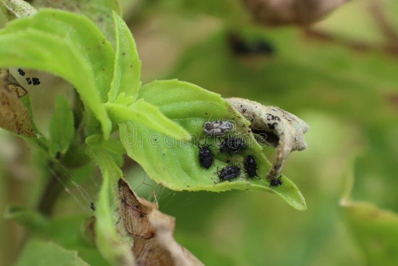 Insect Pests Destroy Basil in the Garden until the Yellow Leaves are ...
