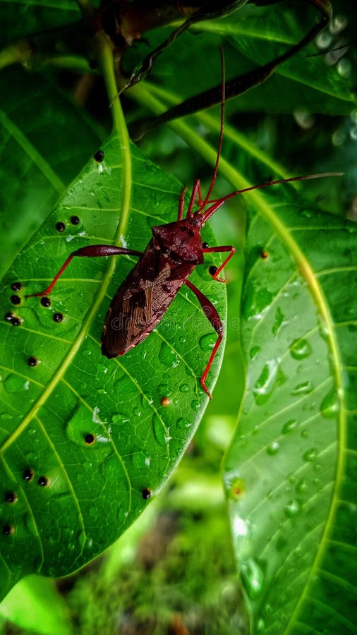 Insect Pests of Leaves with a Background of Leaves that are Wet Due To ...