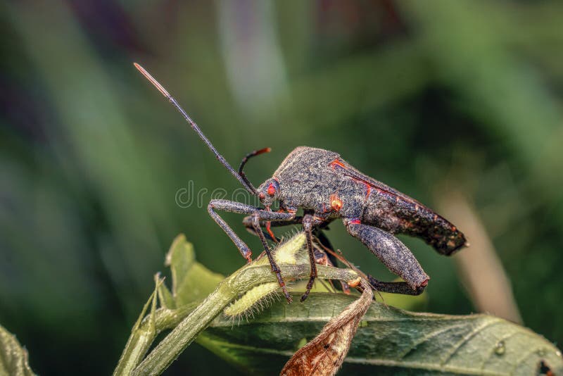 Pests on the Leaves of Eastern Redbud Cercis Canadensis. Cacopsylla ...