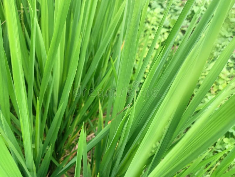 Insect Pests of Rice Plants that are on the Leaves Stock Photo - Image ...