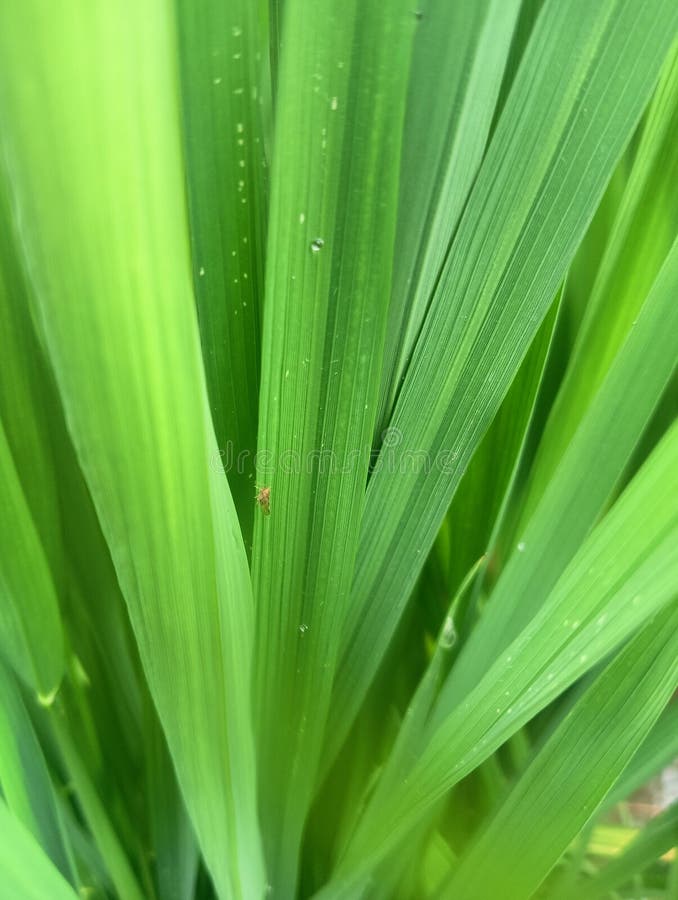 Insect Pests of Rice Plants that are on the Leaves Stock Image - Image ...