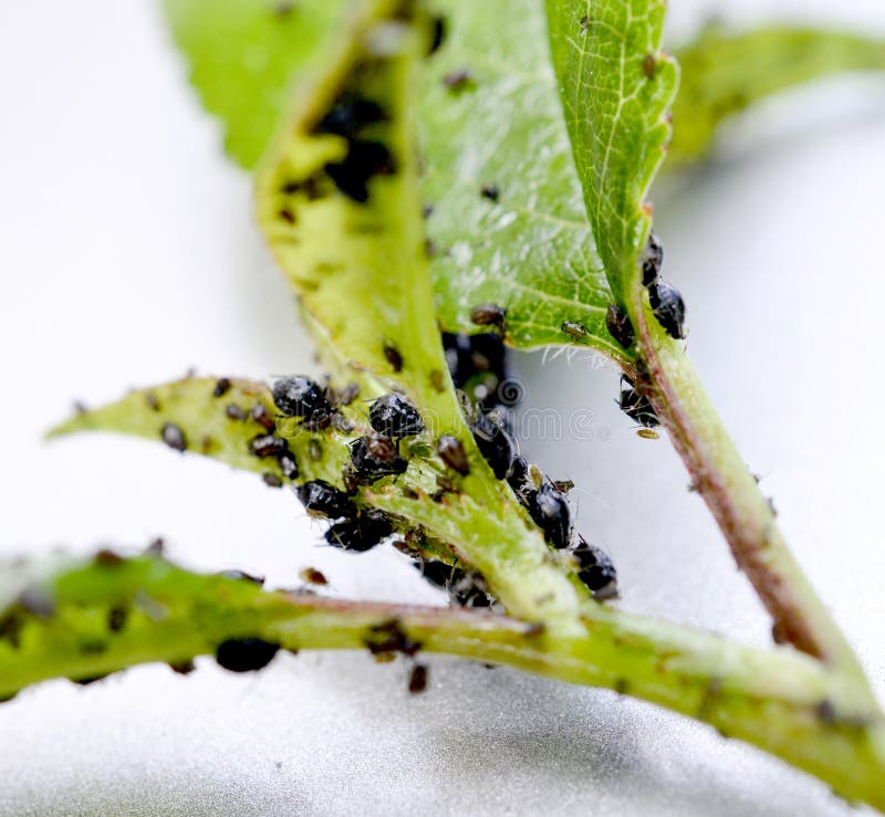 Insect Pests, Sour Cherry Leaf Attacked by Malicious Insects Stock ...