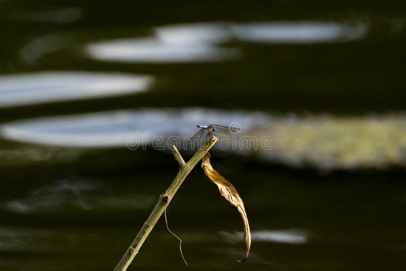 Dragonfly on a reed stock photo. Image of wing, outdoors - 194685890