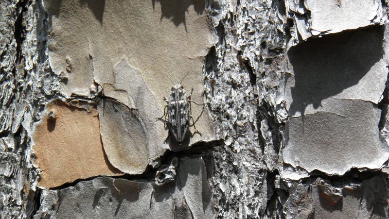 Insect on Pine Tree during Midday Stock Image - Image of sunny, tree ...