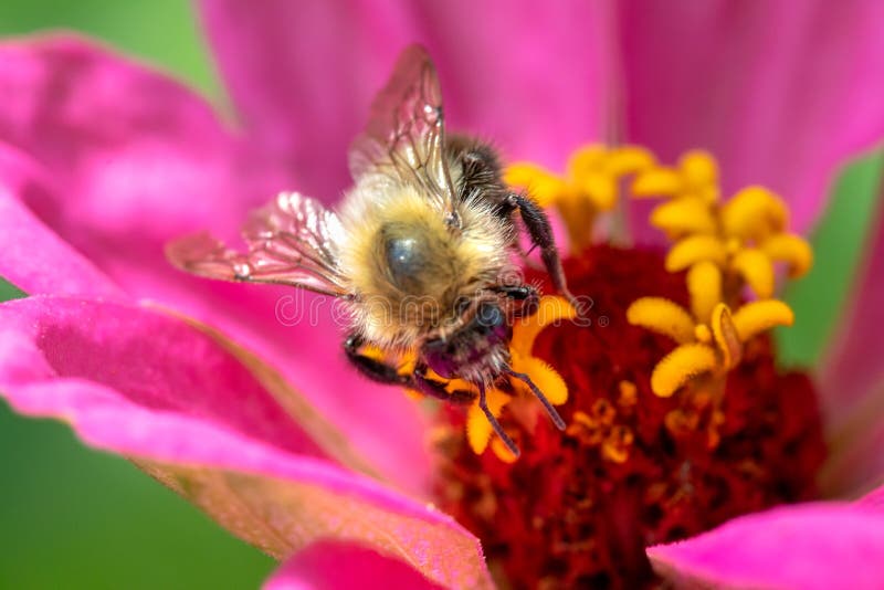 Macro Photo of the Bee on the Flower. Stock Image - Image of insect ...