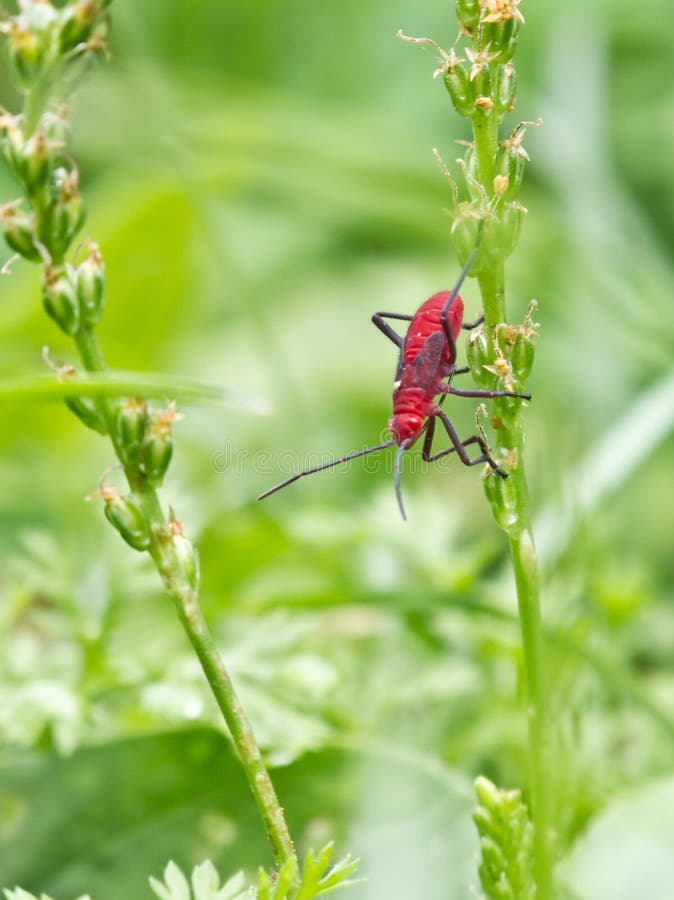 Insect on plant stock photo. Image of clambering, bright - 14187922