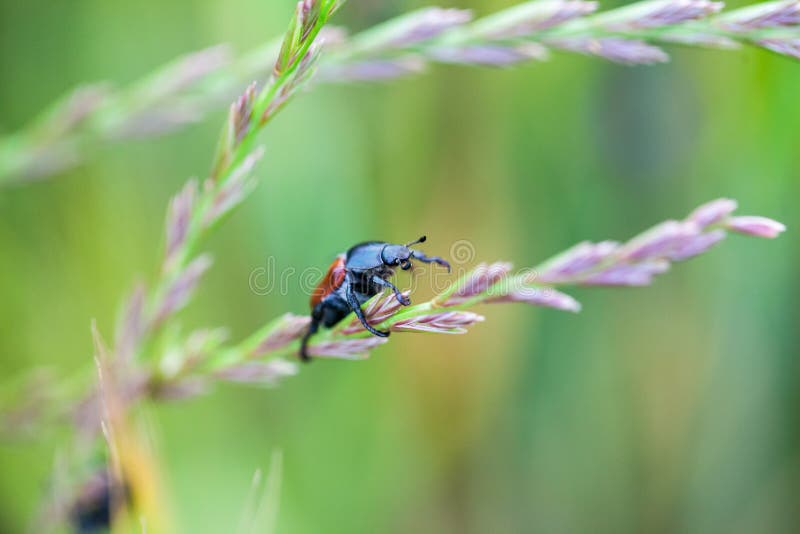 Insect on a Plant in the Field Stock Image - Image of closeup, colorful ...