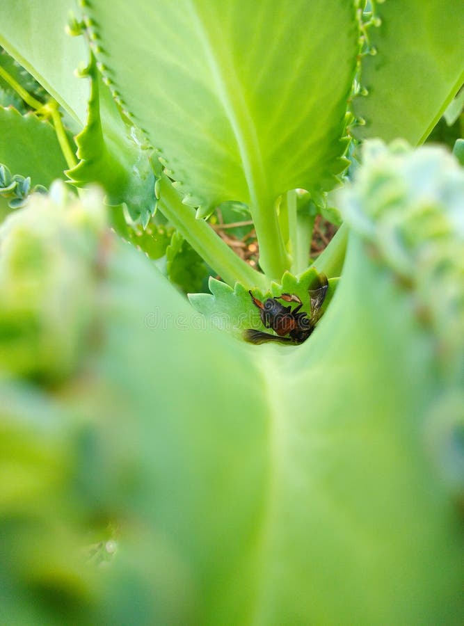 Insect in the plant stock photo. Image of grass, green - 266215188
