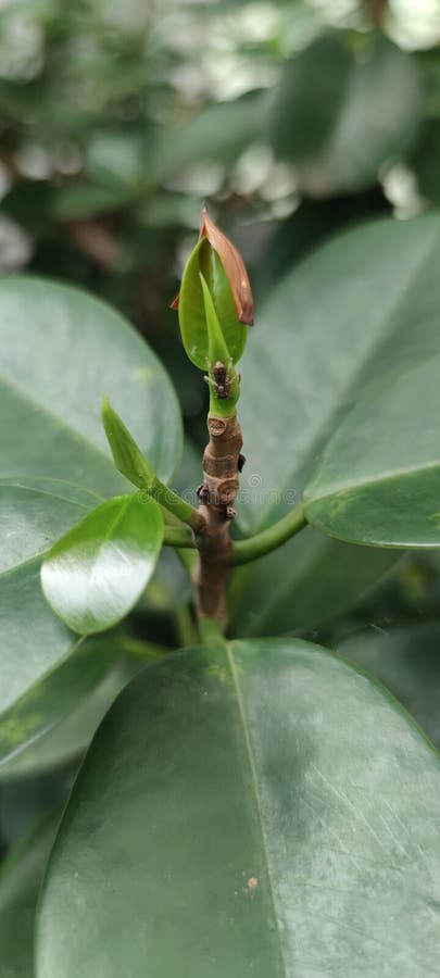 Insect and Plant Growing Together Stock Image - Image of plant ...
