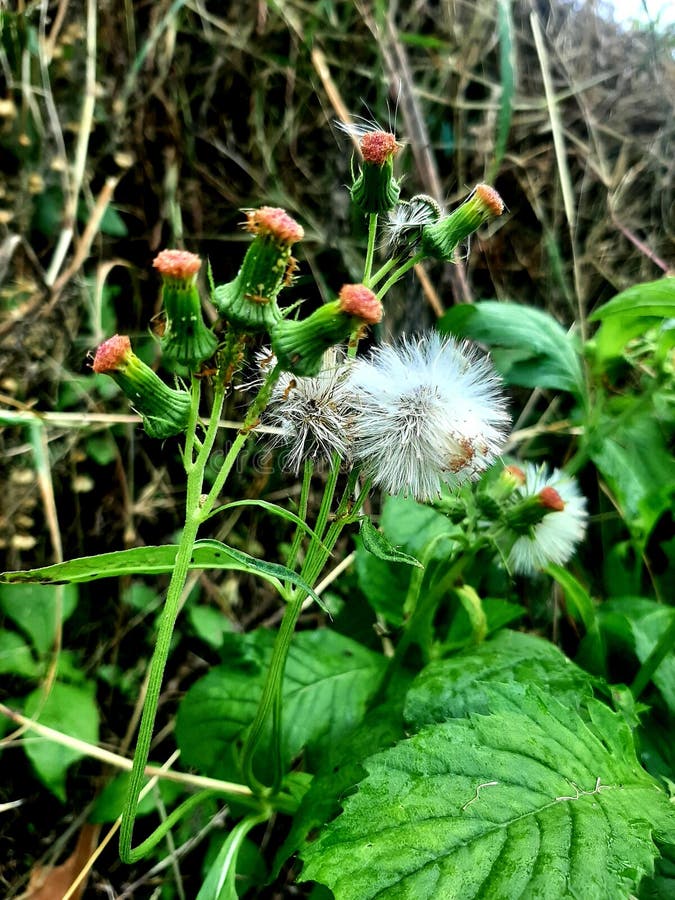 The INSECT and PLANTS are LIVING SIDE by SIDE Stock Photo - Image of ...
