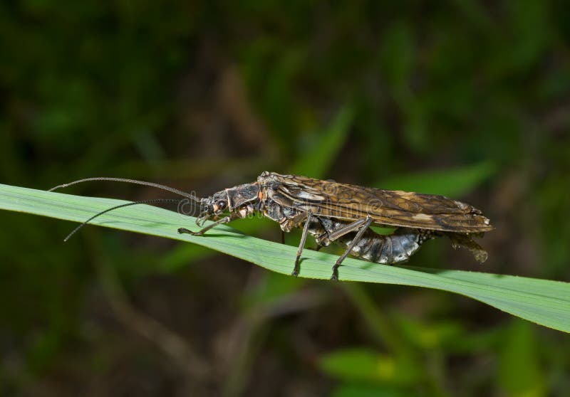 Perlodid Stonefly (Perlodidae) Stock Image - Image of plecoptera, wings ...