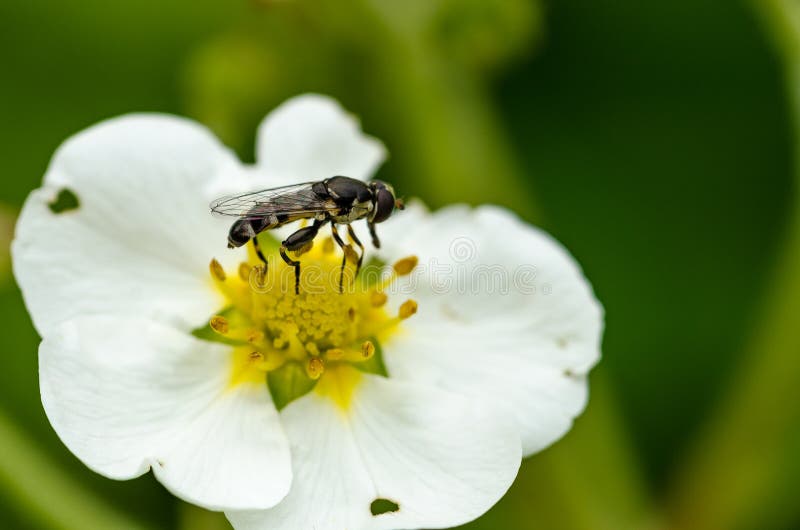 The Insect Pollinates the Flower Stock Image - Image of small ...