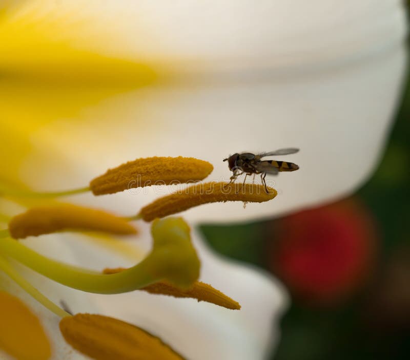Insect Pollinates Lily Flower, Close Up Macro Stock Photo - Image of ...