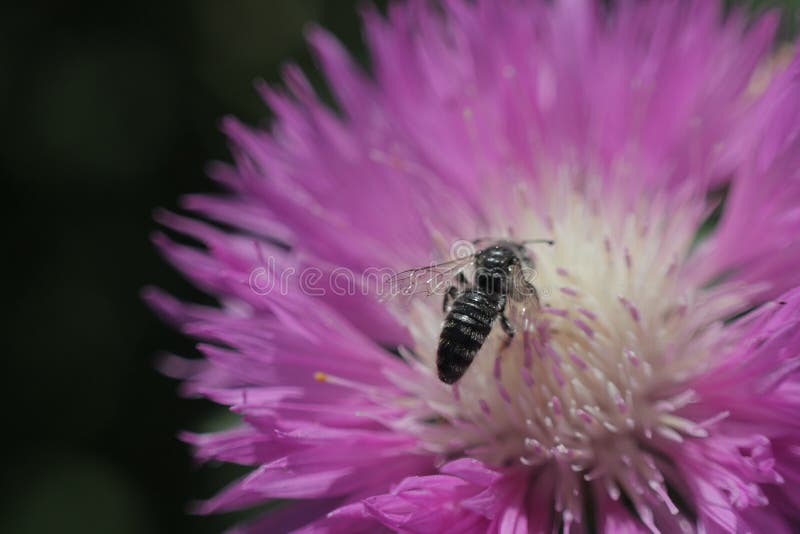 Insect Pollinates a Pink Flower Close-up Stock Photo - Image of pink ...