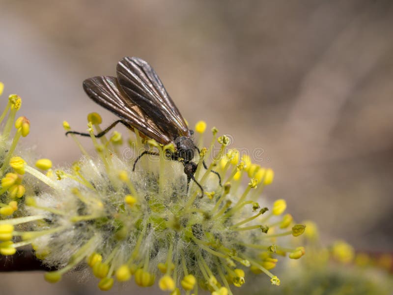 Insect Pollinates a Willow Closeup Stock Image - Image of animal, flora ...