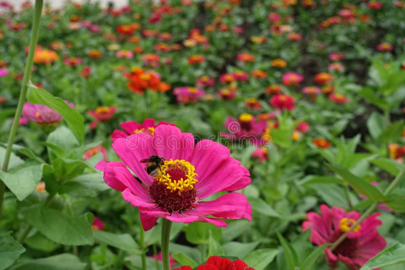 Insect Pollinating Magenta-colored Flower of Zinnia Stock Image - Image ...
