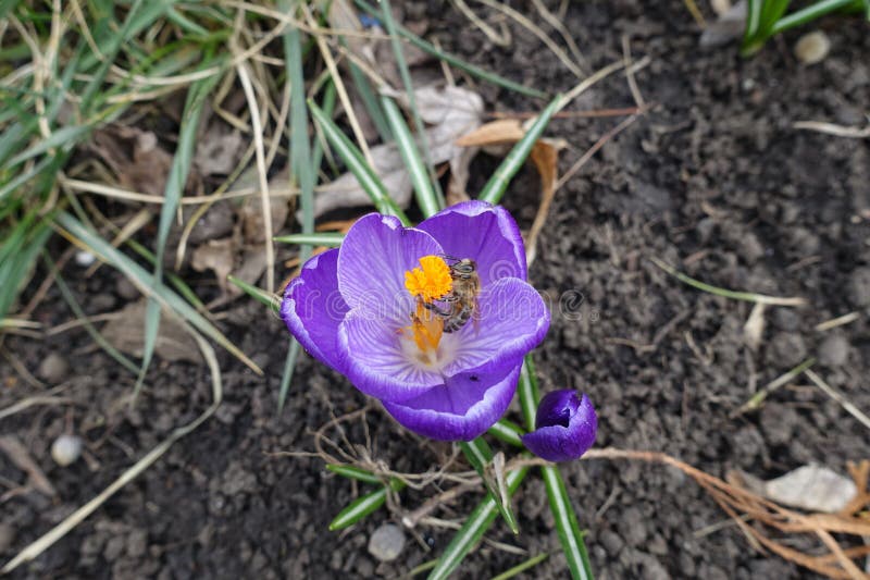 Insect Pollinating Purple Flowers of Crocus Vernus Stock Photo - Image ...