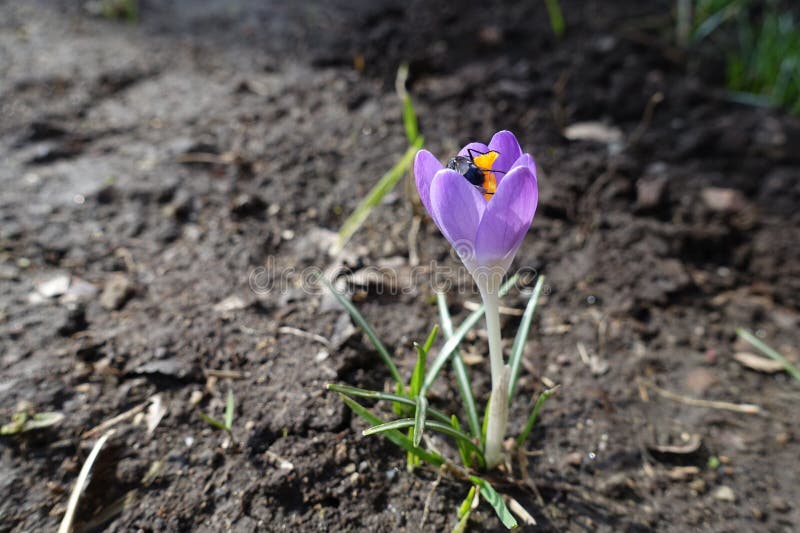 Insect Pollinating Violet Flower of Crocus Tommasinianus Stock Photo ...