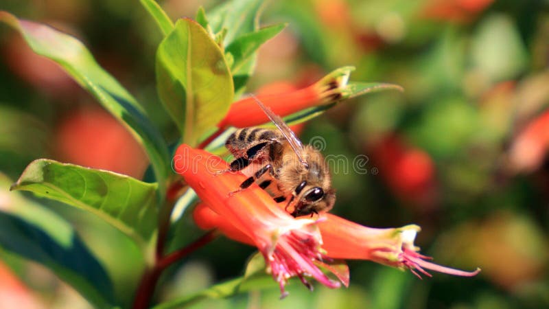 Insect pollination stock image. Image of plant, greenery - 205480391