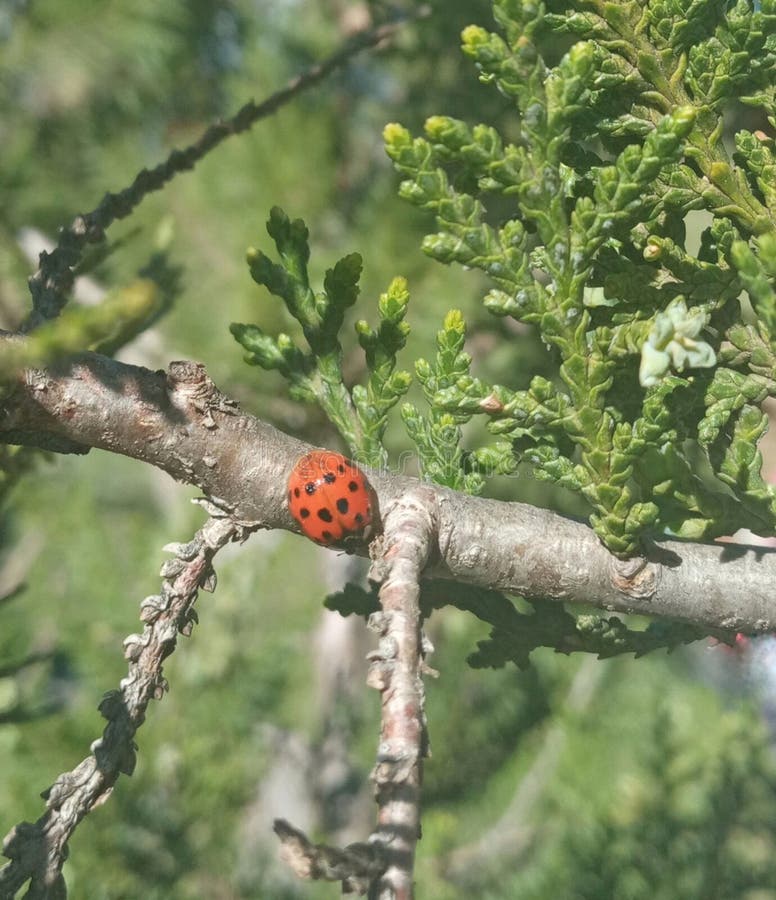 Ladybug Insect Has a Semispherical Body with Red Elytra Dotted with ...
