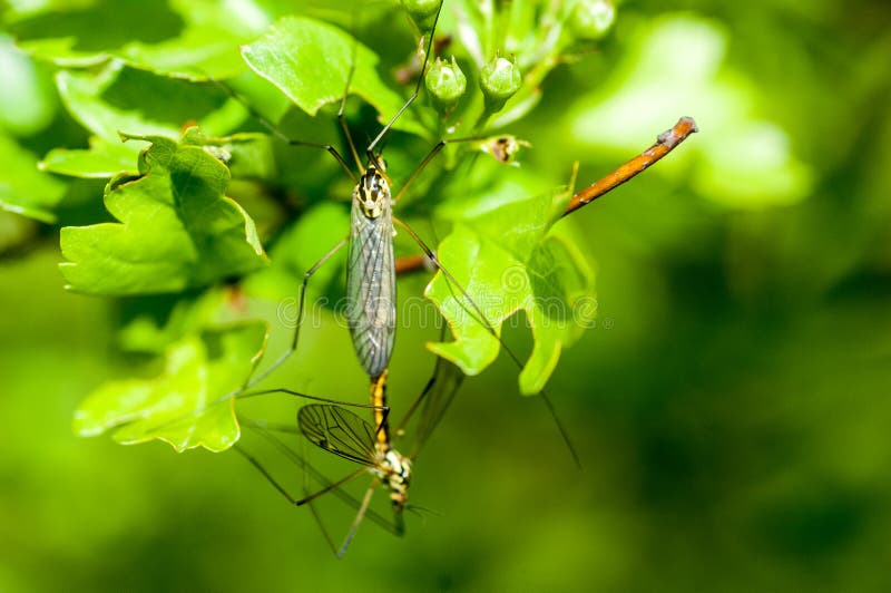 Spotted Crane Fly, Nephrotoma Appendiculata Stock Photo - Image of ...