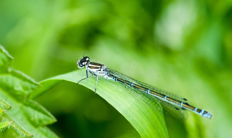 Insect Portrait Variable Damselfly Stock Image - Image of fauna ...