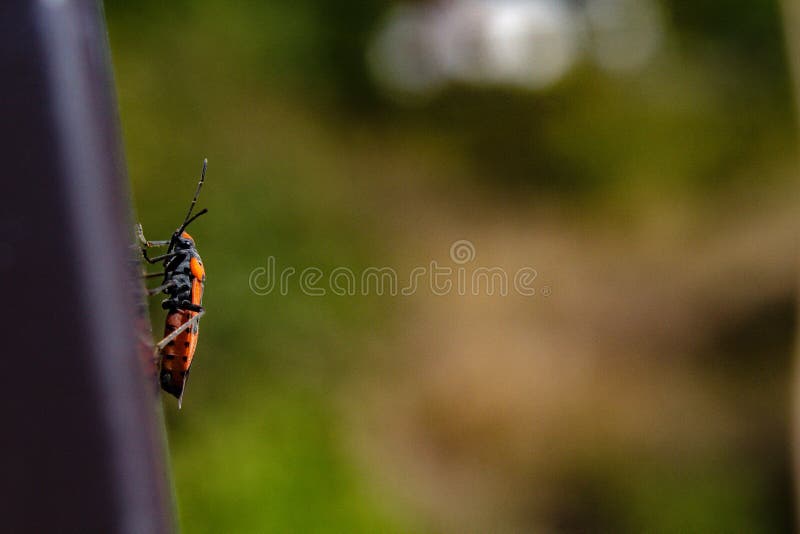 Insect posing for camera stock photo. Image of insectonwall - 162024960