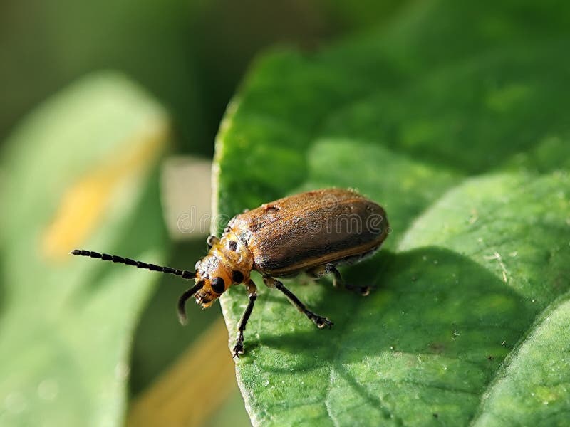 An Insect, Possibly a Leaf Beetle & X28;Chrysomelidae& X29;, Rests on a ...