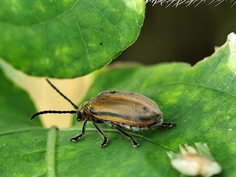 An Insect, Possibly a Leaf Beetle & X28;Chrysomelidae& X29;, Rests on a ...